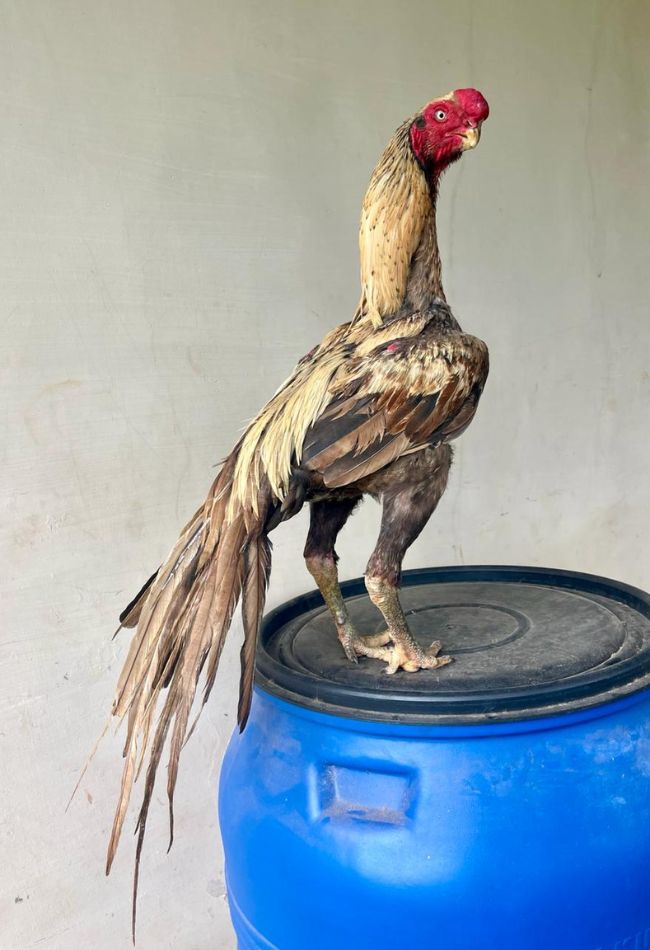 Parrot Beak Aseel: A Complete Guide to This Unique and Majestic Chicken ...